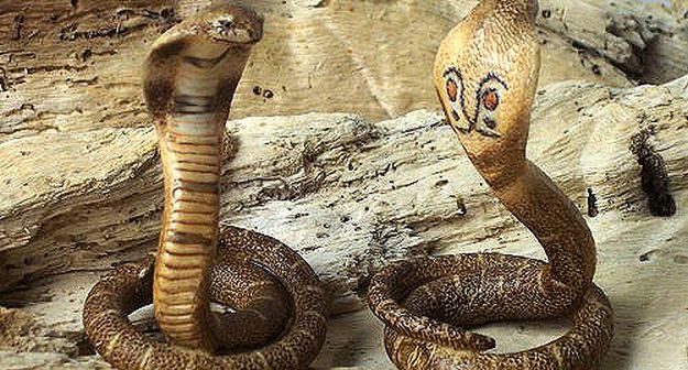 Kobra: 5 stvari koje biste trebali znati - Luciffer novosti