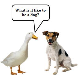 El blog para aprender inglés: Diferencia entre "How is it like?" y ...