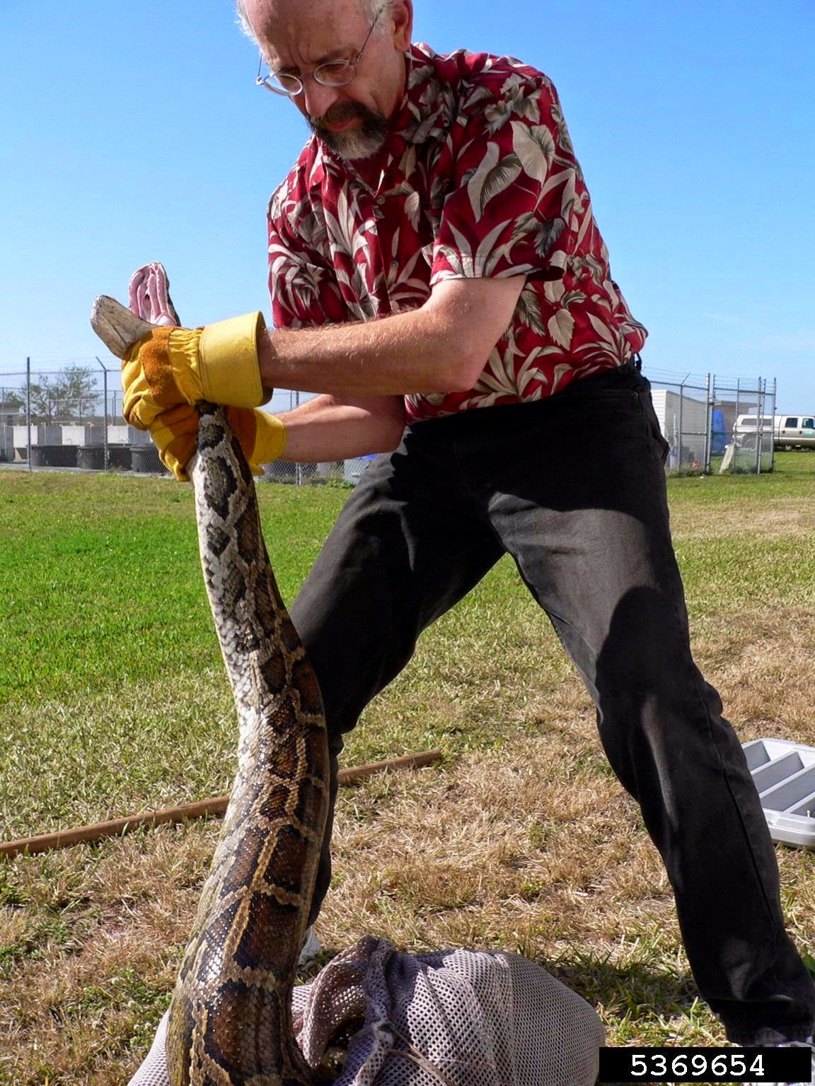 Center for Invasive Species and Ecosystem Health: So, where do Burmese ...