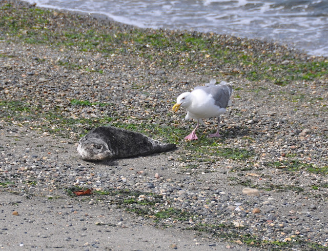 Buzz's Marine Life of Puget Sound: HARBOR SEAL PUPPING SEASON IN FULL SWING