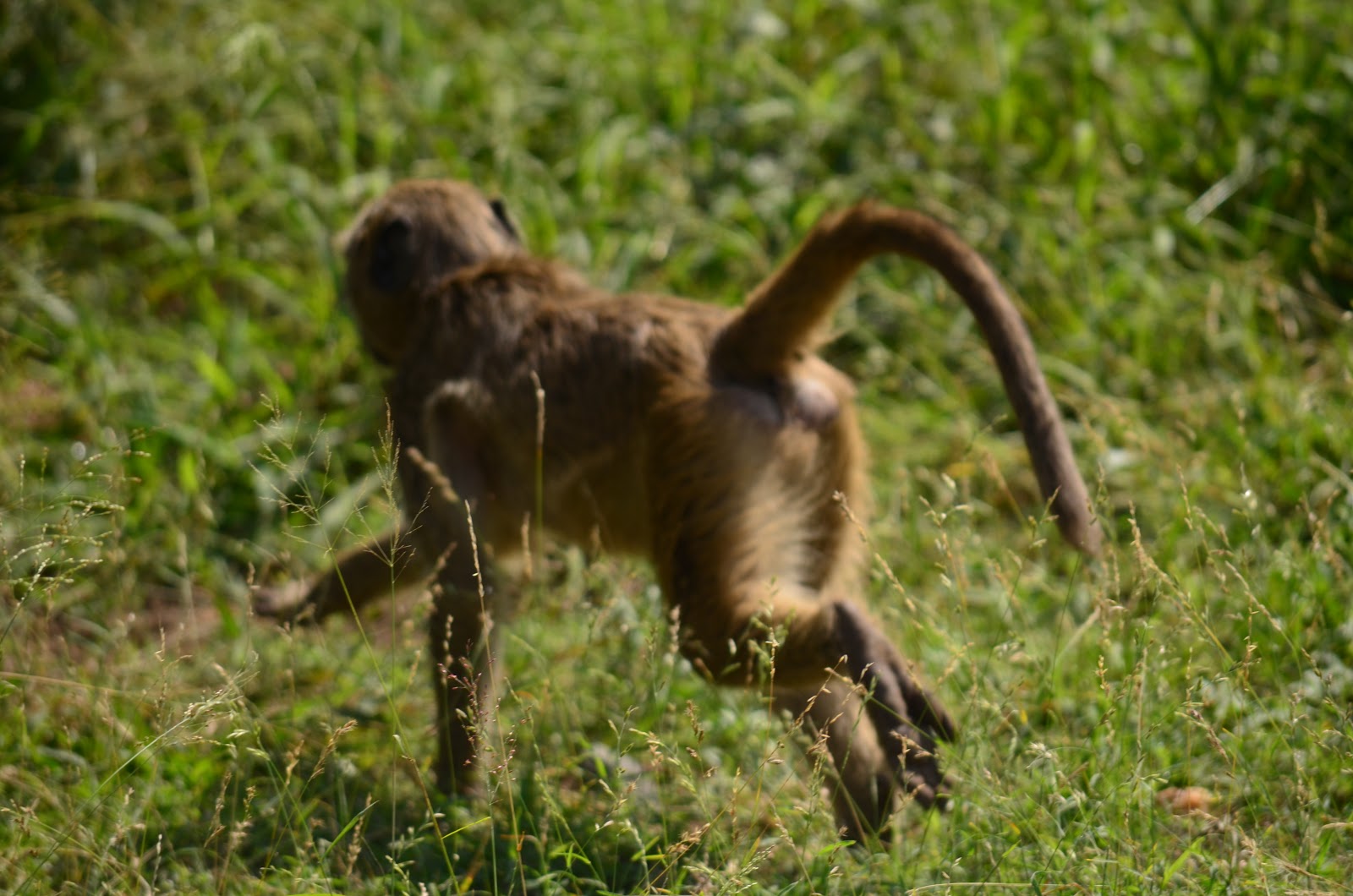 Khayamnandi: 22. Farewell Kruger, Hello Hamakuya! Makua, Makua!