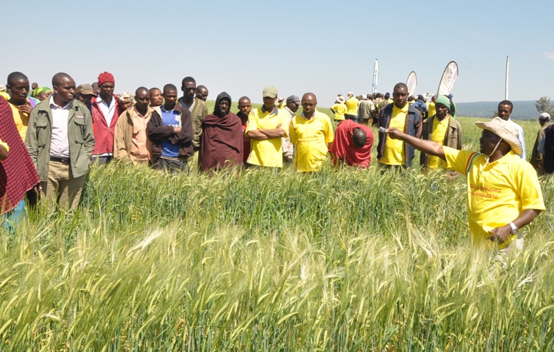 WAKULIMA WA ZABIBU DODOMA WANUFAIKA NA MPANGO WA KILIMO SHIRIKISHI WA ...