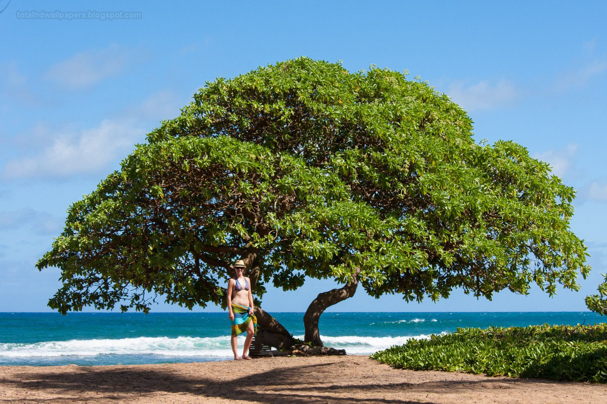 HD Wallpapers: big tree hd wallpapers