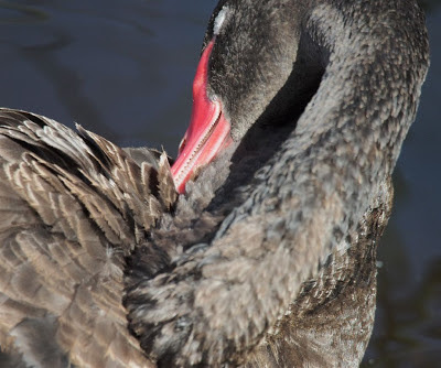 Majura birds: Up close and personal