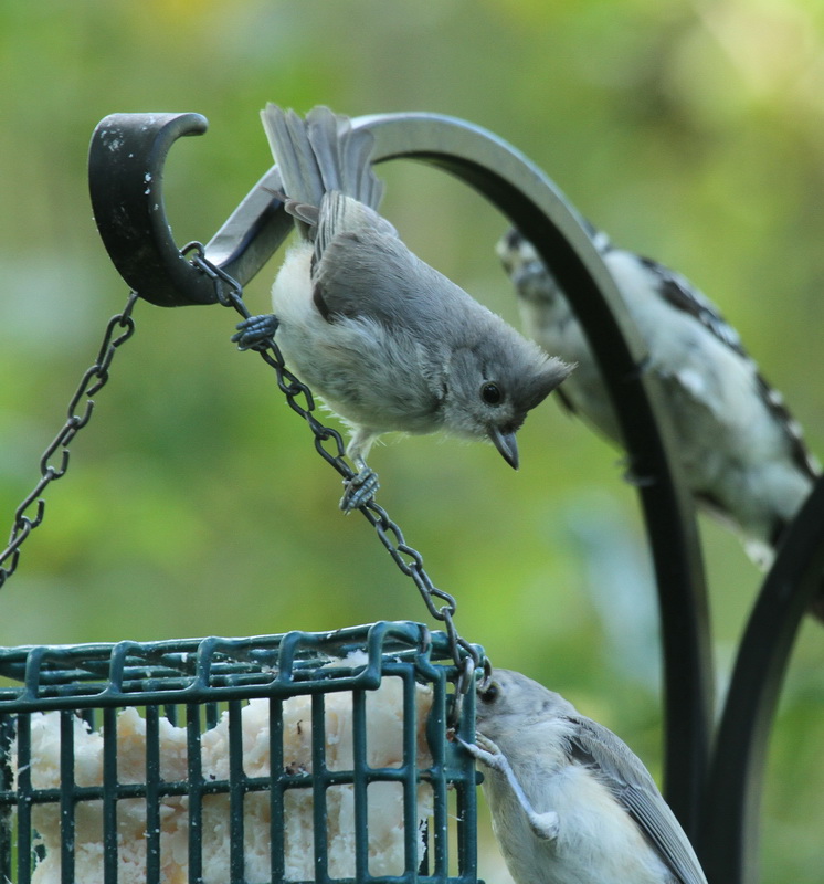 Birding Is Fun!: Tufted Titmouse - Small Bird with a Crest