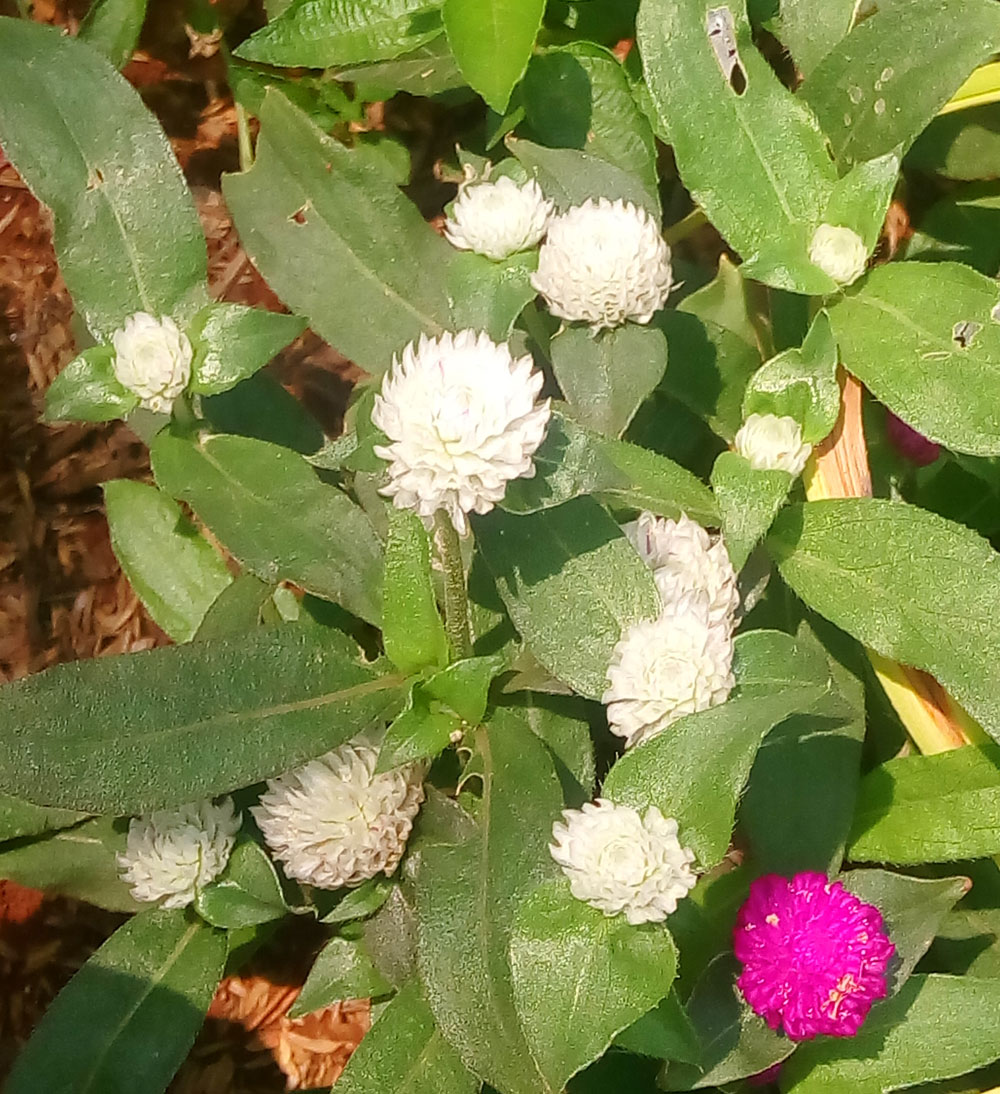 Kenop Flower White Color