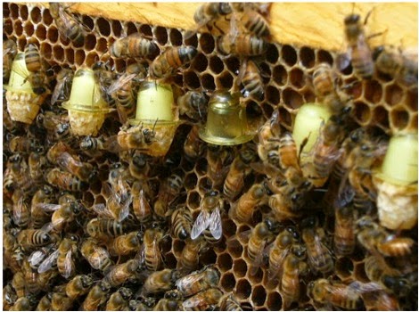 Strathcona Beekeepers' Library: Grafting Queen Bees Made Easy
