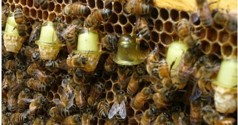 Strathcona Beekeepers' Library: Grafting Queen Bees Made Easy