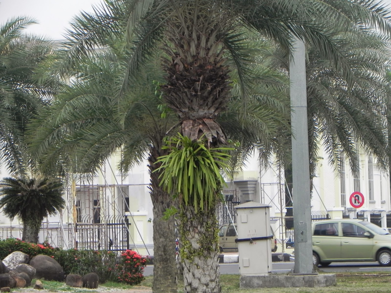 Reaktif: Pokok Khurma Terabai