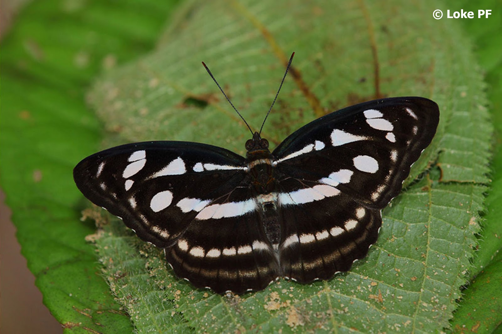 Butterflies of Singapore: Black and White