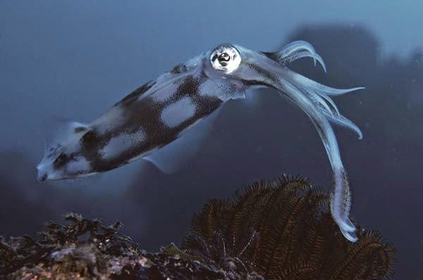 A MAGYAROK TUDÁSA: KALMÁROK