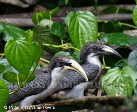 WILPATHTHU NATIONAL PARK