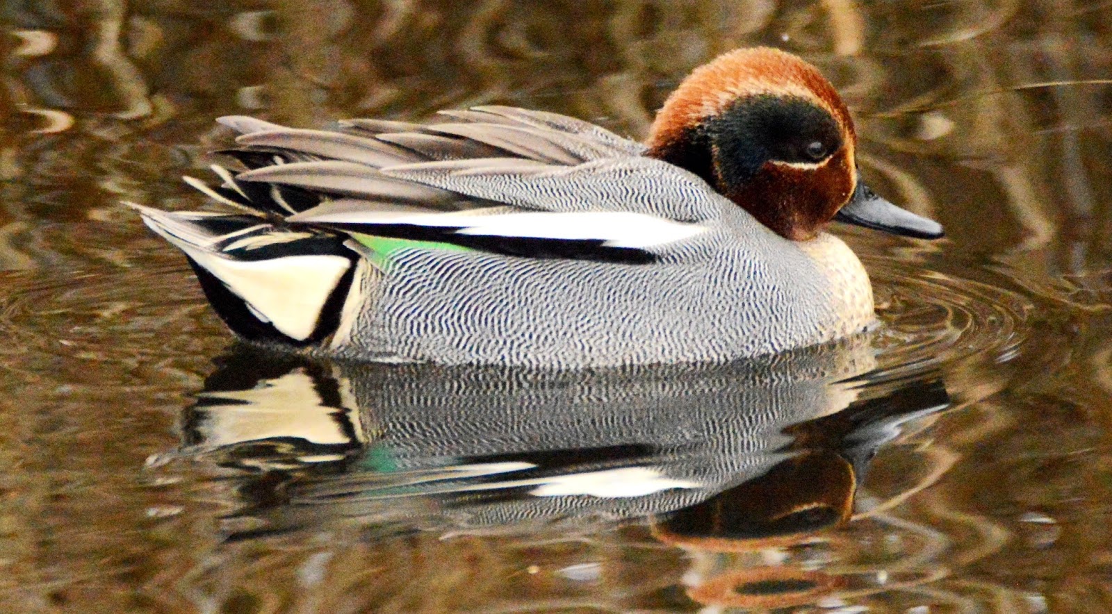 Jaumenatura: Cerceta común