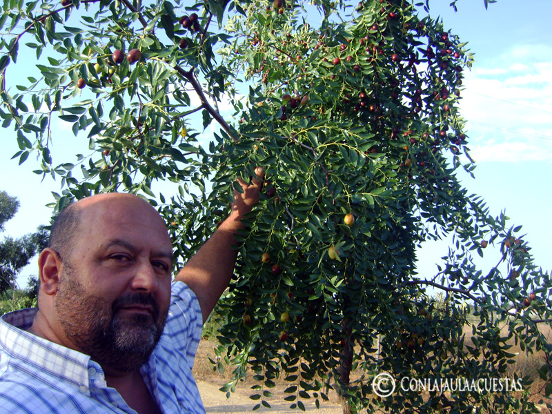 CON LA JAULA A CUESTAS: NUESTRA FLORA POCO CONOCIDA: EL AZUFAIFO.