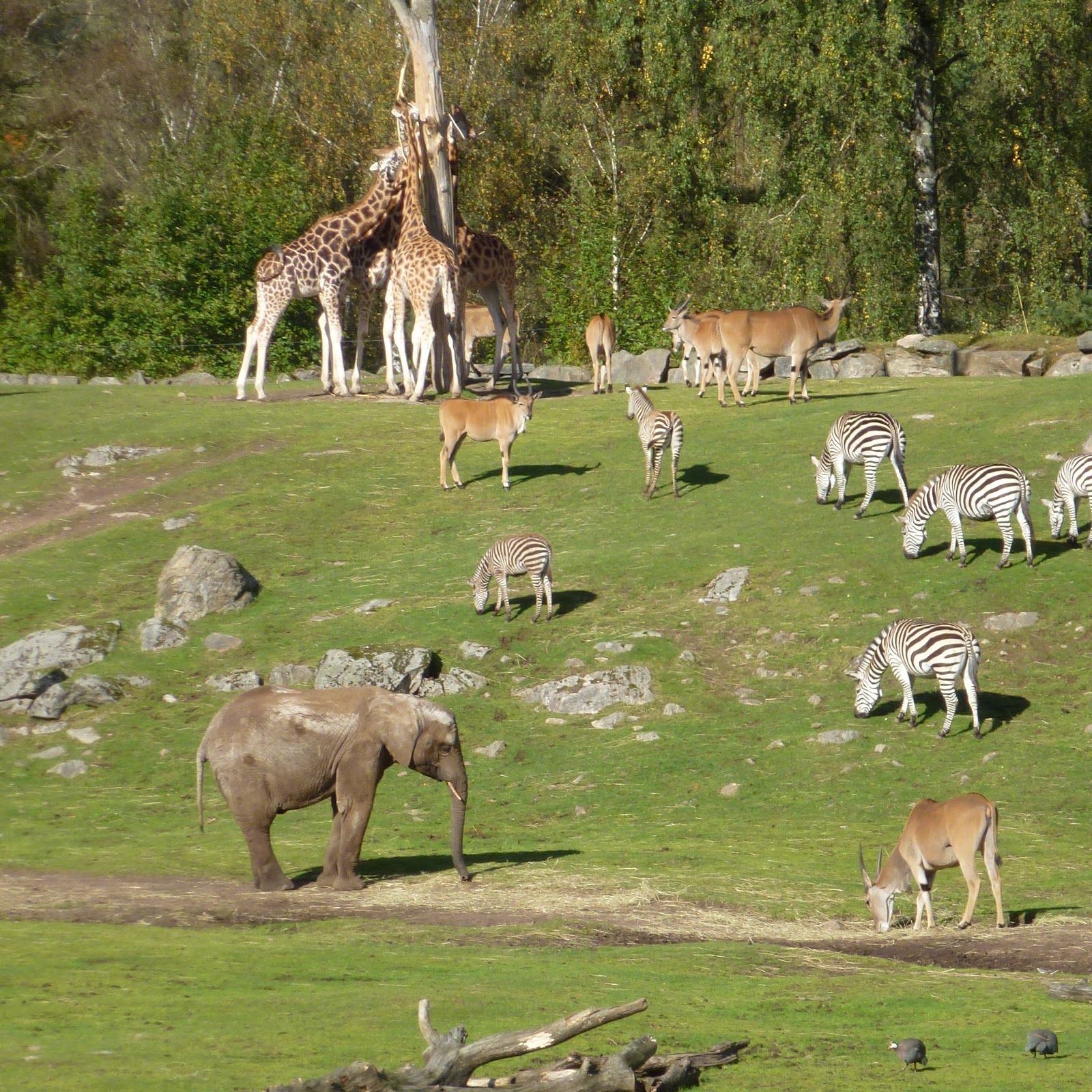 Antikhörnan: Borås djurpark