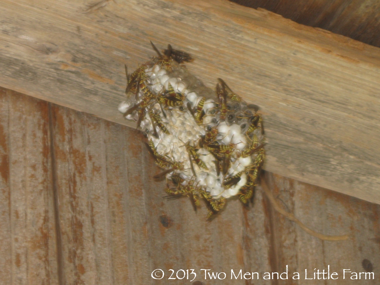 Two Men and a Little Farm: WASPS ON THE PORCH, YIKES