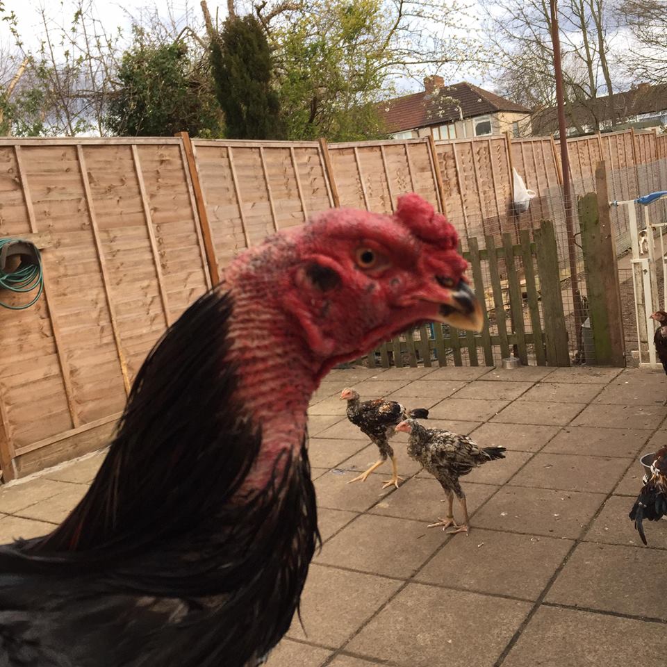 Ganoi X Asil | Ganoi Asil Mix | Ganoi Asil Hybrid | Raja Asil