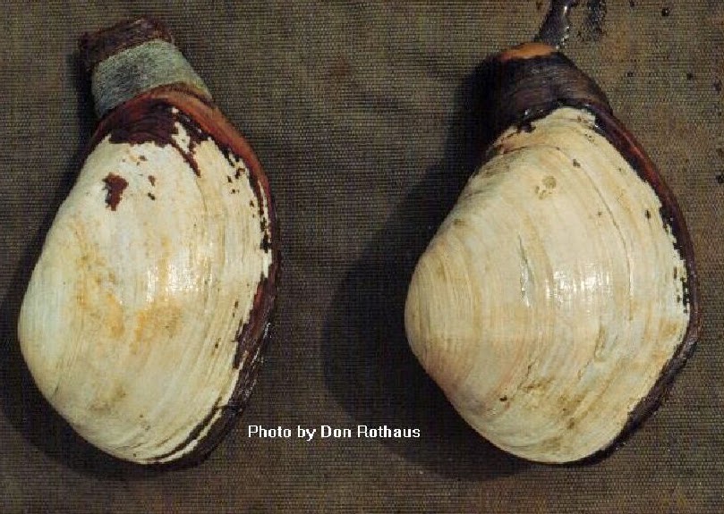 Saltwater People Log: THE GEODUCK THAT WASN'T