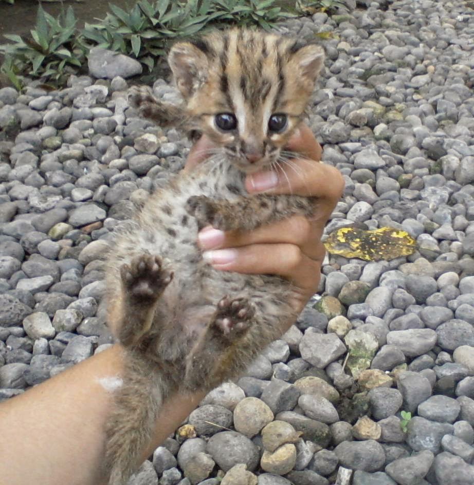 Baby Blacan/Kucing Hutan Jantan | Hewan Indonesia dan Jual Beli