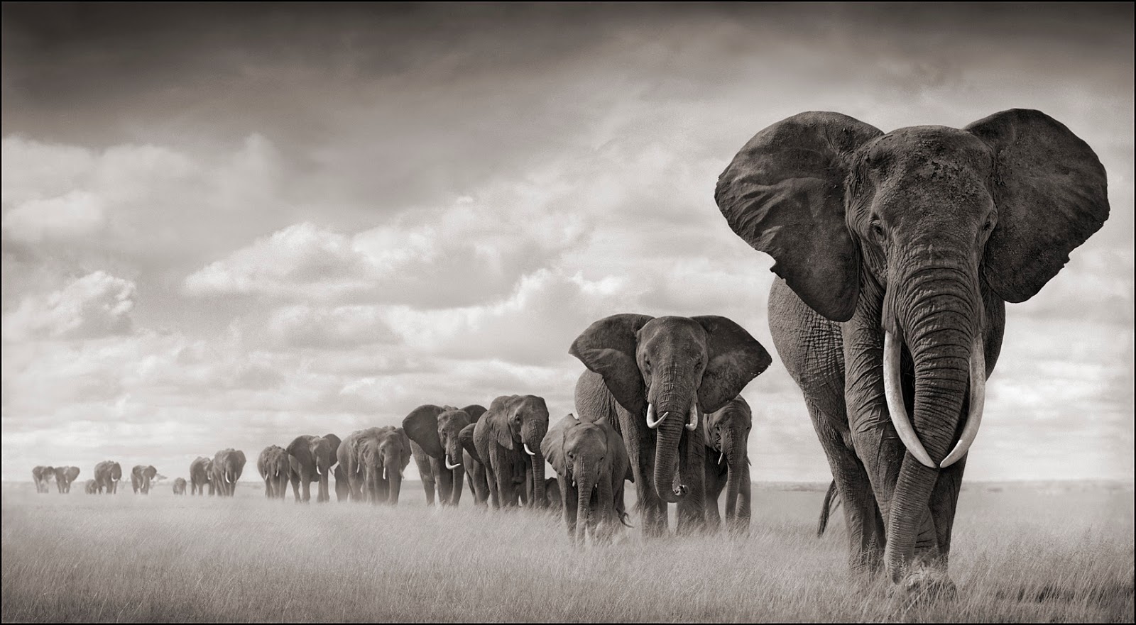 Want To Know! How Many Types Of Elephants Are There?