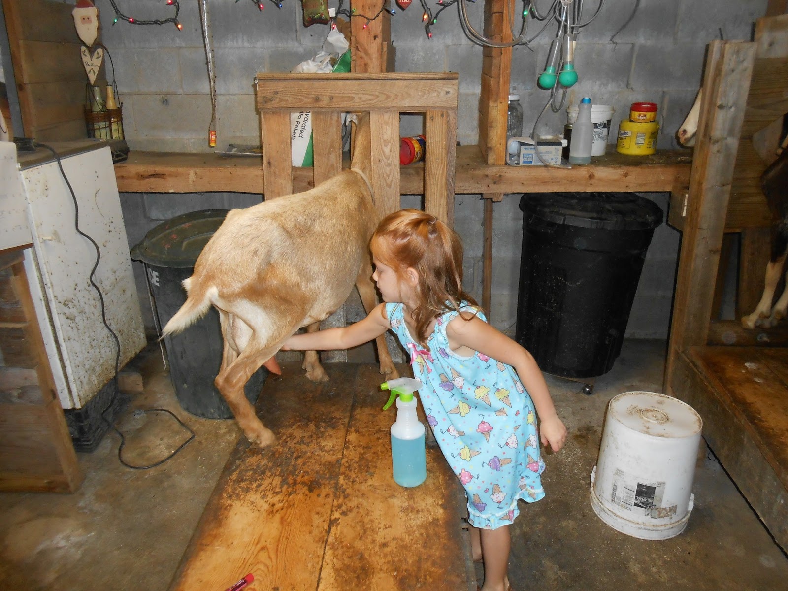 Outback Farm: Taylor, the goat cleaner