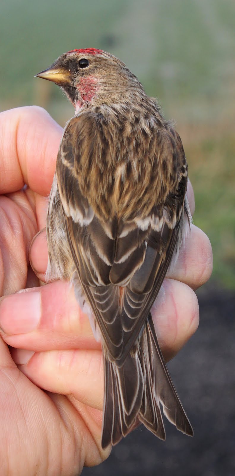 Red Poll Linnet Comparision