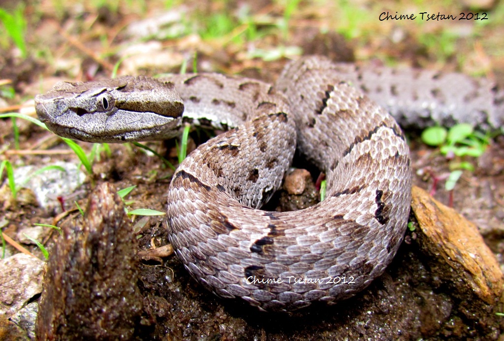 Animal Snapshot: Himalayan Pit Viper (Gloydius himalayanus) - Another ...