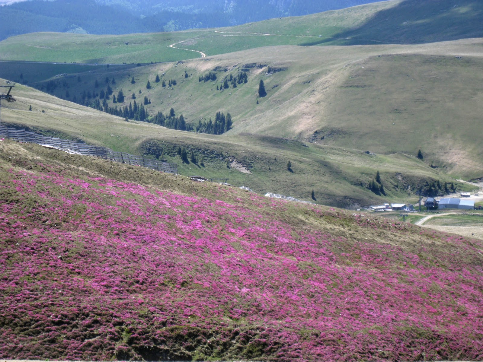 Impresii de calatorie: 31 mai 2018, plin sezon la rododendron in Bucegi