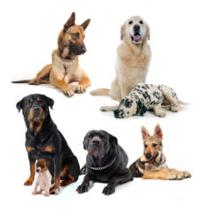 PERROS: CLASES DE PERROS