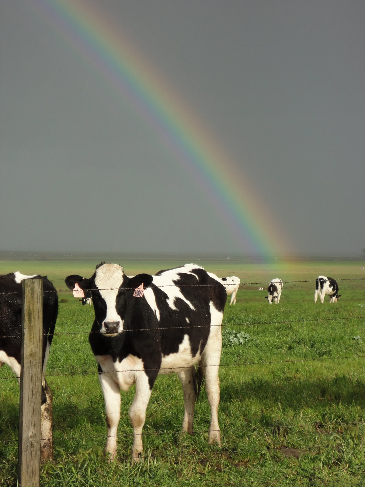 The Mr. and Mrs.: Cows & Rain
