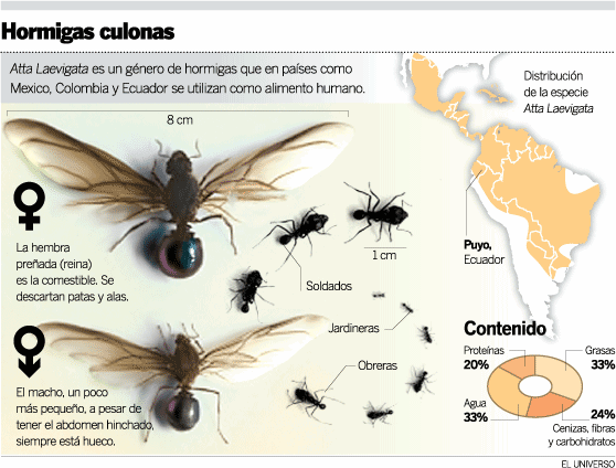 Cenamos en Casa: Hormigas Culonas