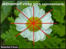 Morfologi Tumbuhan: BAGIAN-BAGIAN BUNGA