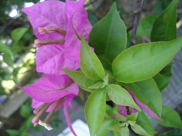 Kata Romantis Bunga Bougenville Ungu - Rumah Daun Muda