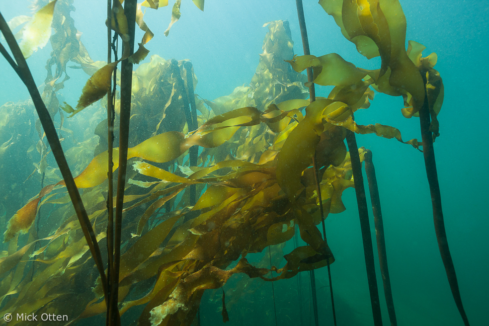 Mick's marine biology: Underwater forest of bull kelp: a dream comes true