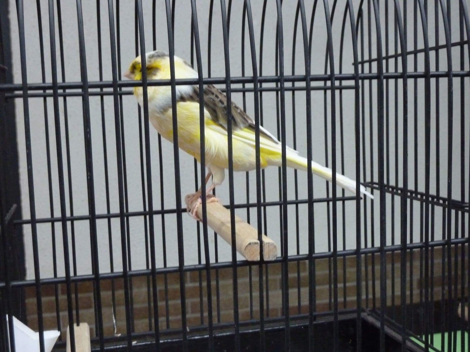 Greek Yorkshire Canaries: Southern Yorkshire Canary Accosiation Show 2016