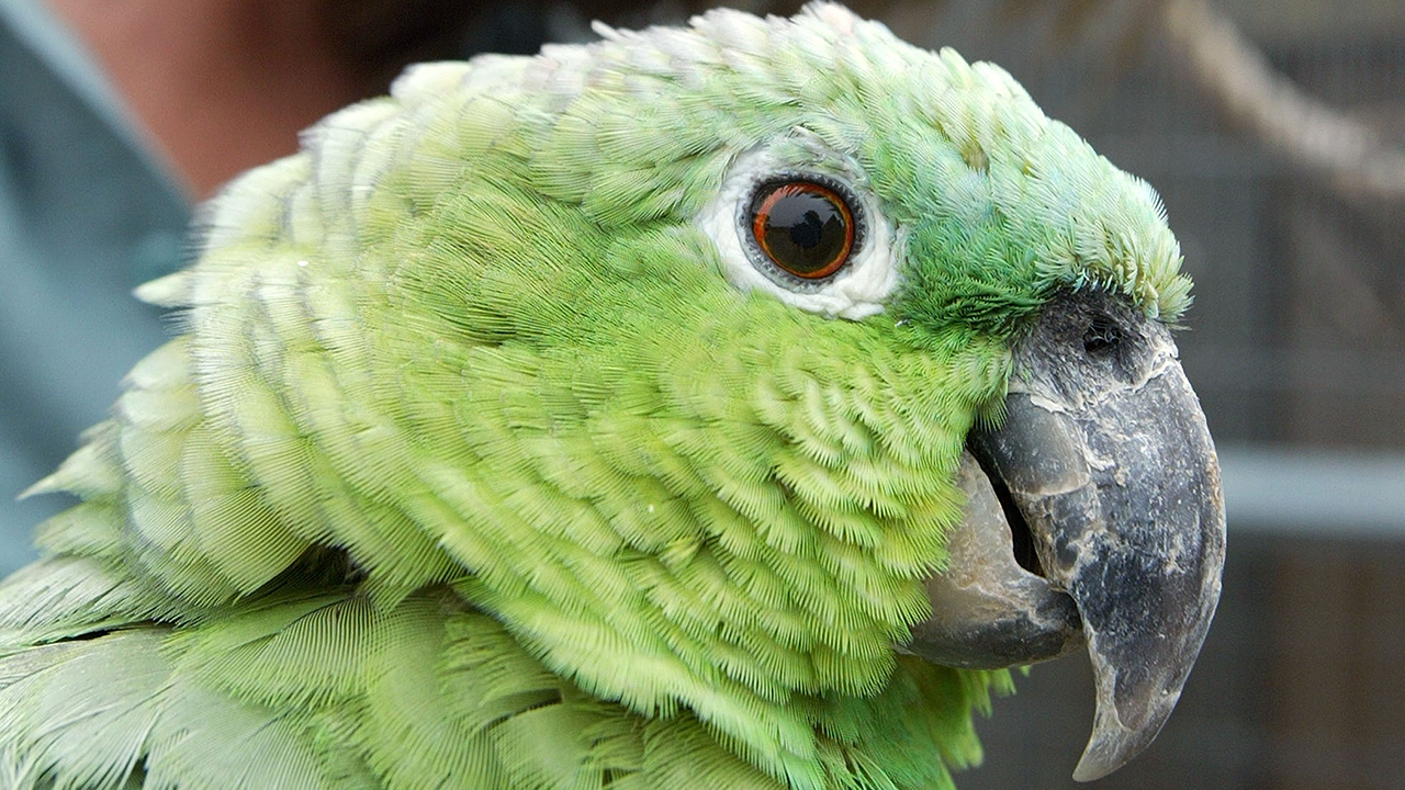 Parrot arrested for being drug lookout - Ghana Home Page, News,Sports ...