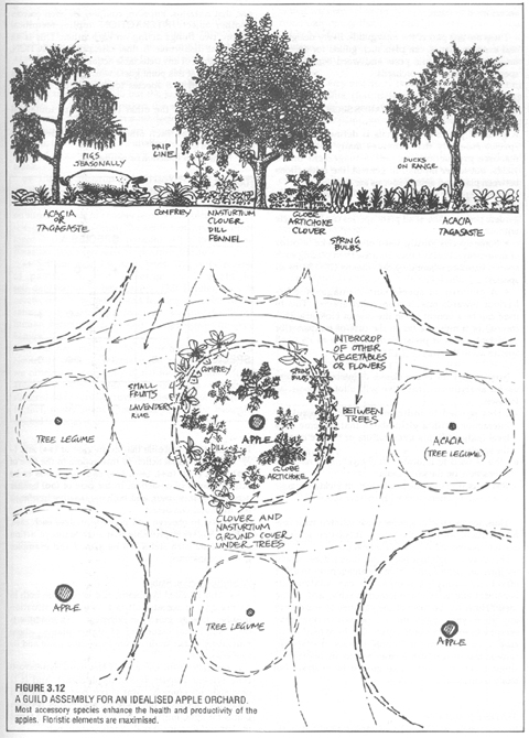 Temperate Climate Permaculture: Permaculture Guilds