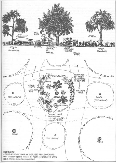 Temperate Climate Permaculture: Permaculture Guilds