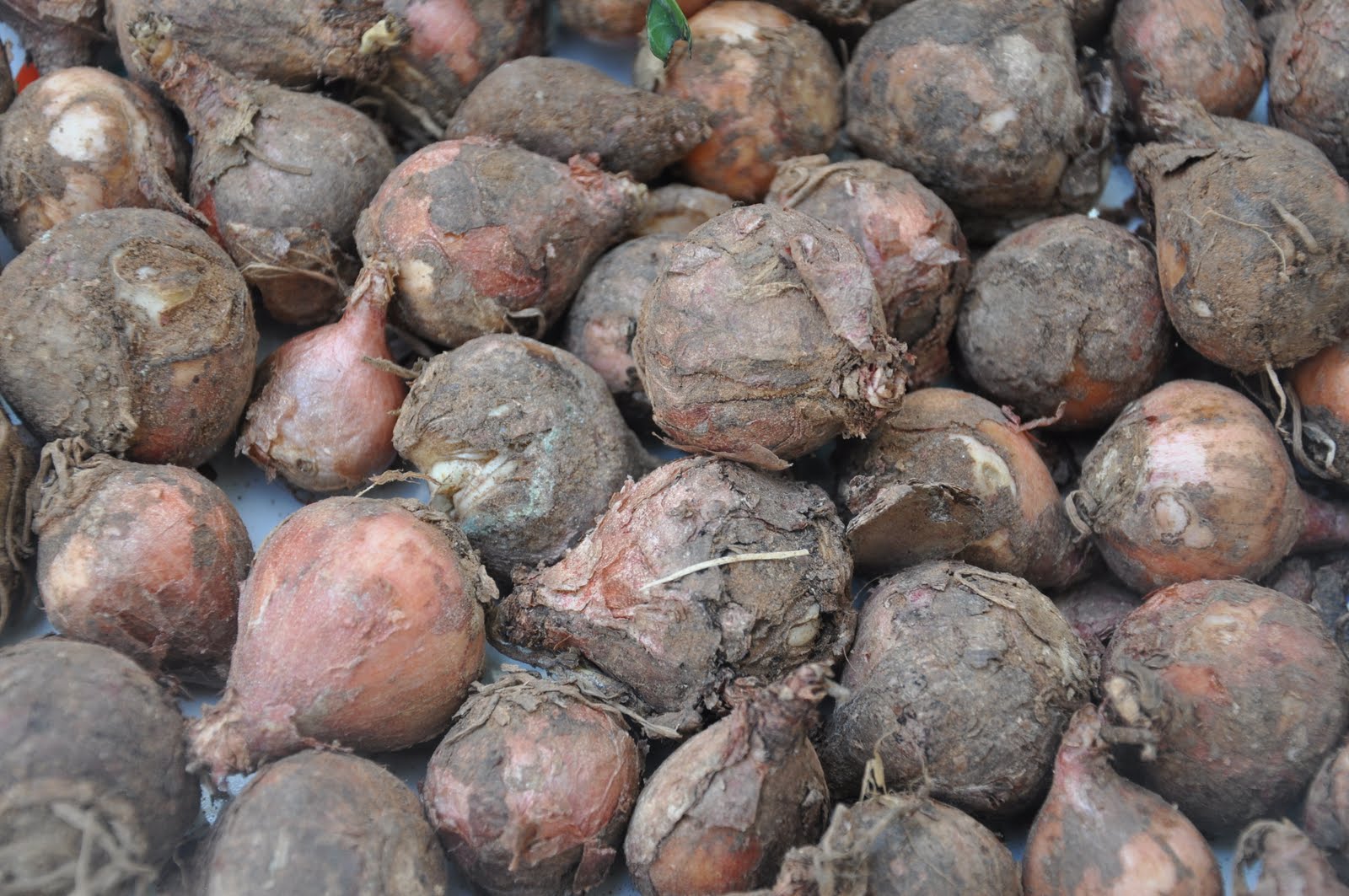 A Taste of Italy: Insalata di lampascioni ( Edible Muscari bulb salad ...