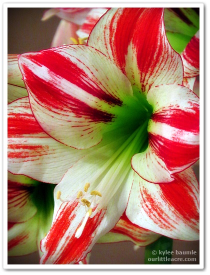 Our Little Acre: In a Vase on Monday: Amaryllis As a Cut Flower