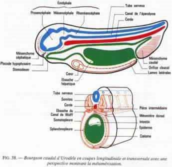 Développement des amphibiens ~ connsav