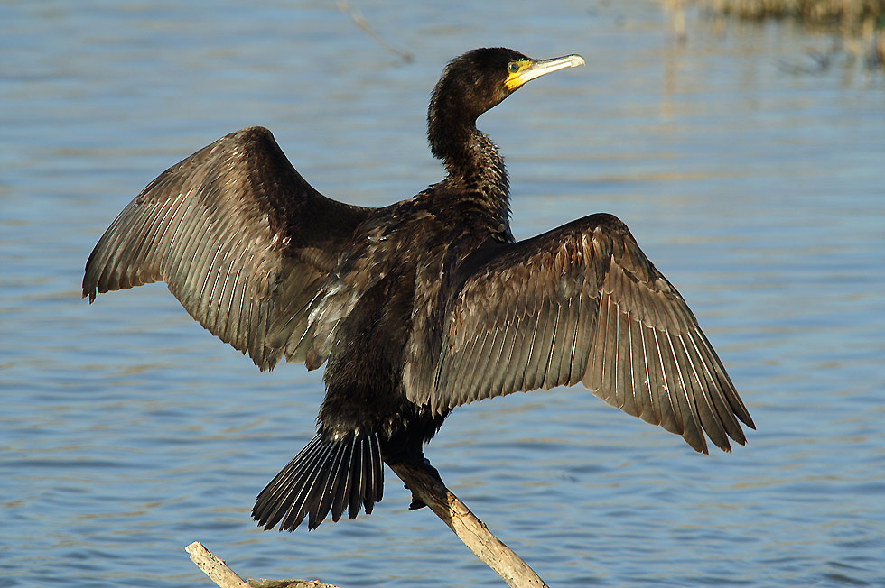 El Cormorán. ¿Vida o Muerte?