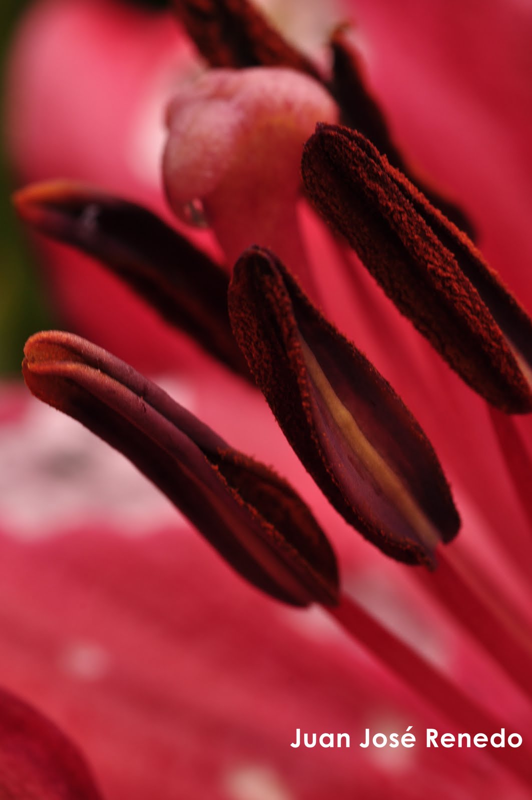 CANTABRIA, FOTOGRAFIA VIVA: Carpelo