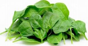 Teknik Budidaya Bayam secara Konvensional, Organik, dan Hidroponik ...