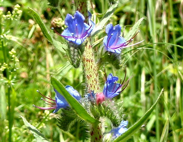 Flores silvestres de color azul, morado y lila - 10