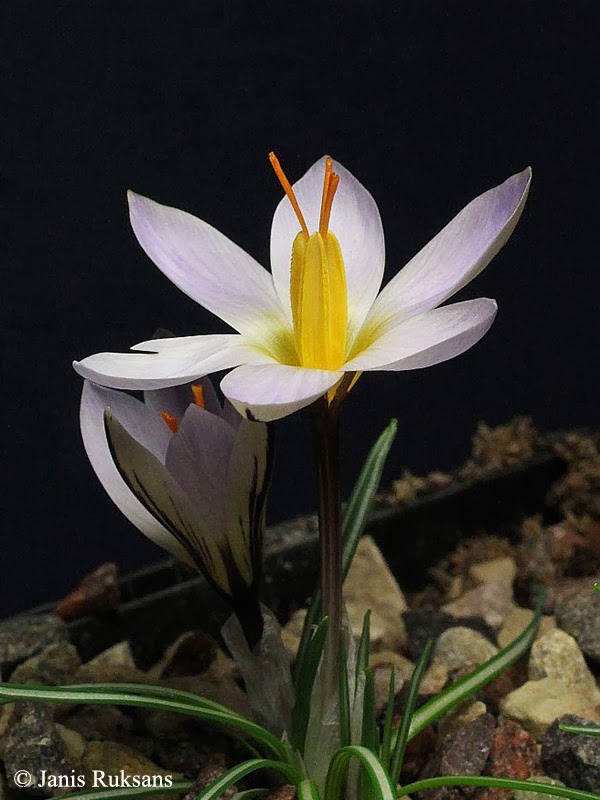 The Country Of Crocuses: Crocus artvinensis