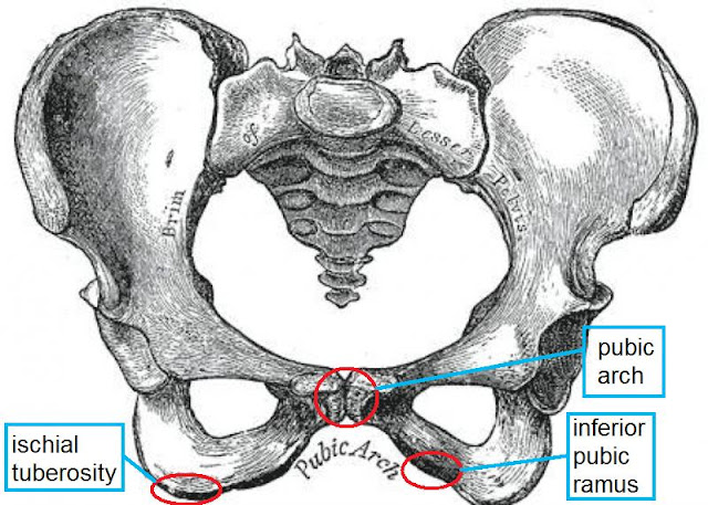 Orange Cycle: Finding the Right Saddle