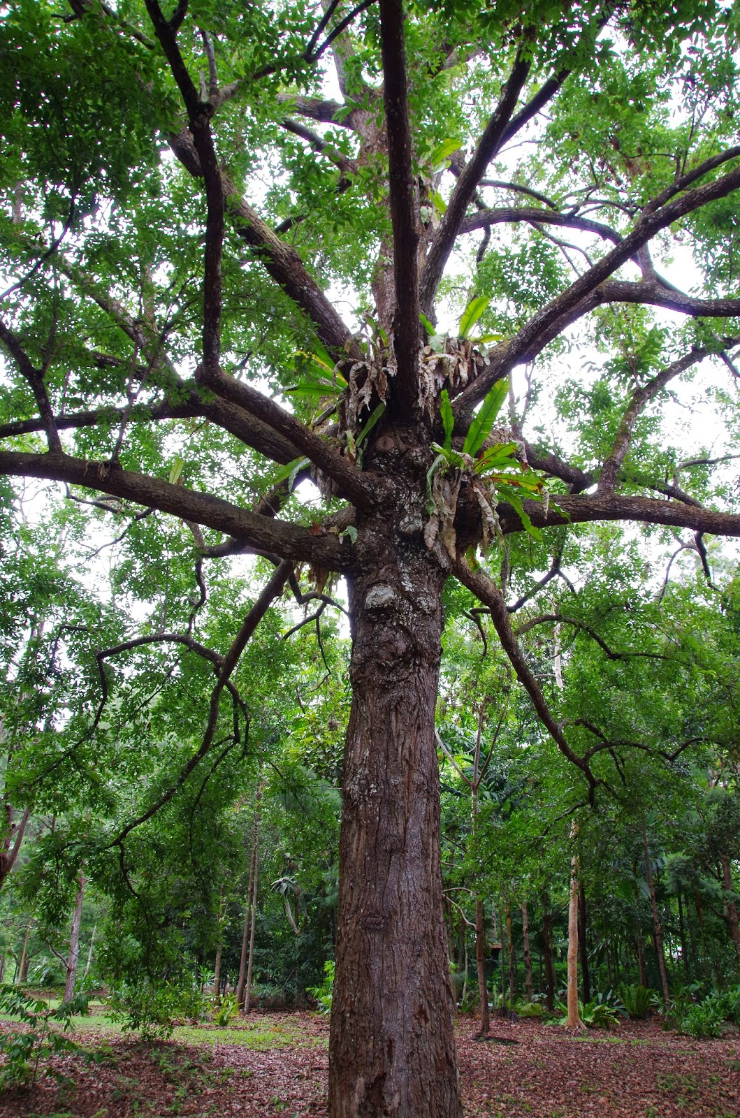 Trees and Plants: Temak (Shorea Roxburghii)