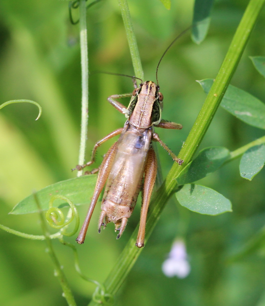 Listening in Nature: The first singing katydid of the season