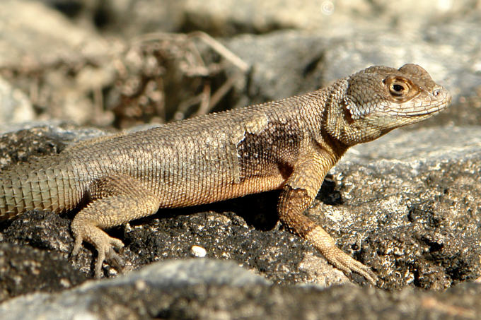 Reptossaurus: Imagens de Lagartos - Parte I